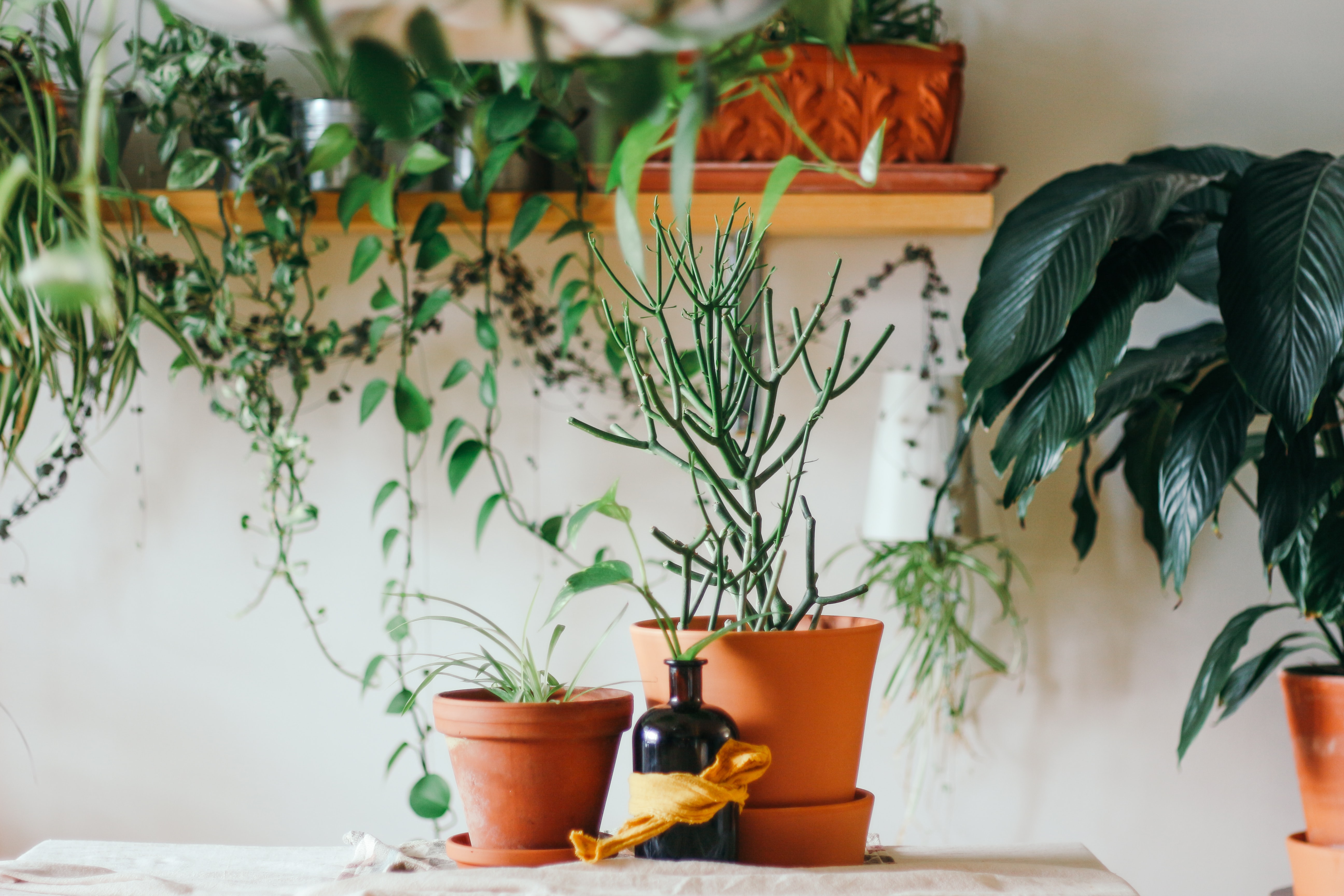 5 best houseplants for your kitchen to purify both air and mind - BIBO